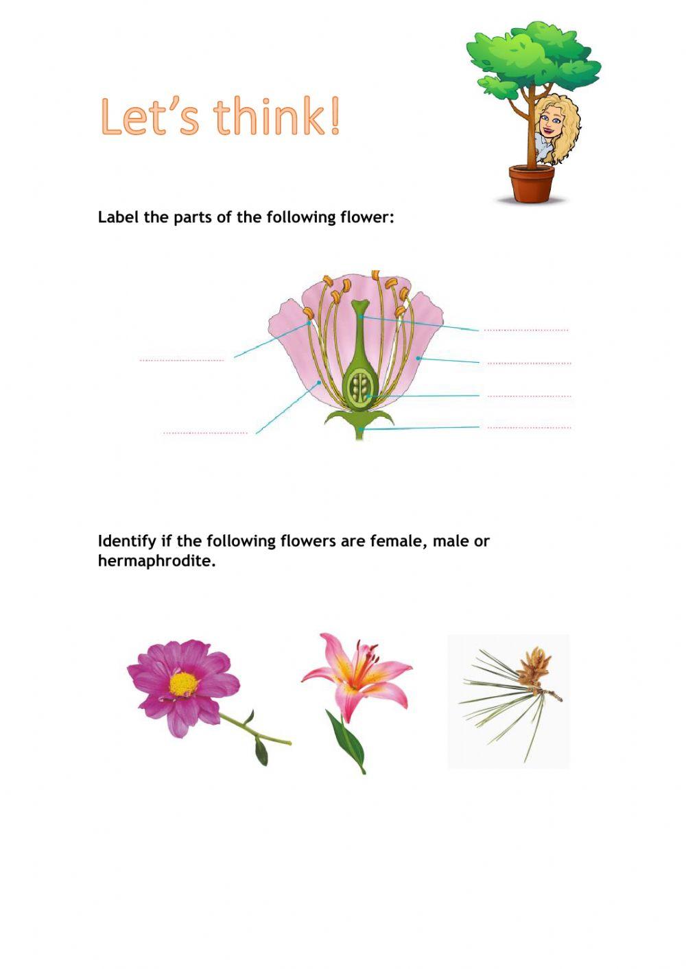 Reproduction In Flowering Plants Worksheet Best Flower Site