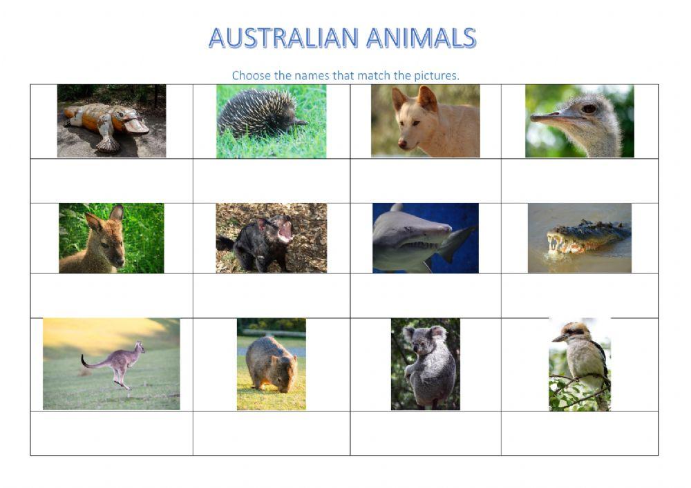 Australlian animals multiple choice worksheet | Live Worksheets