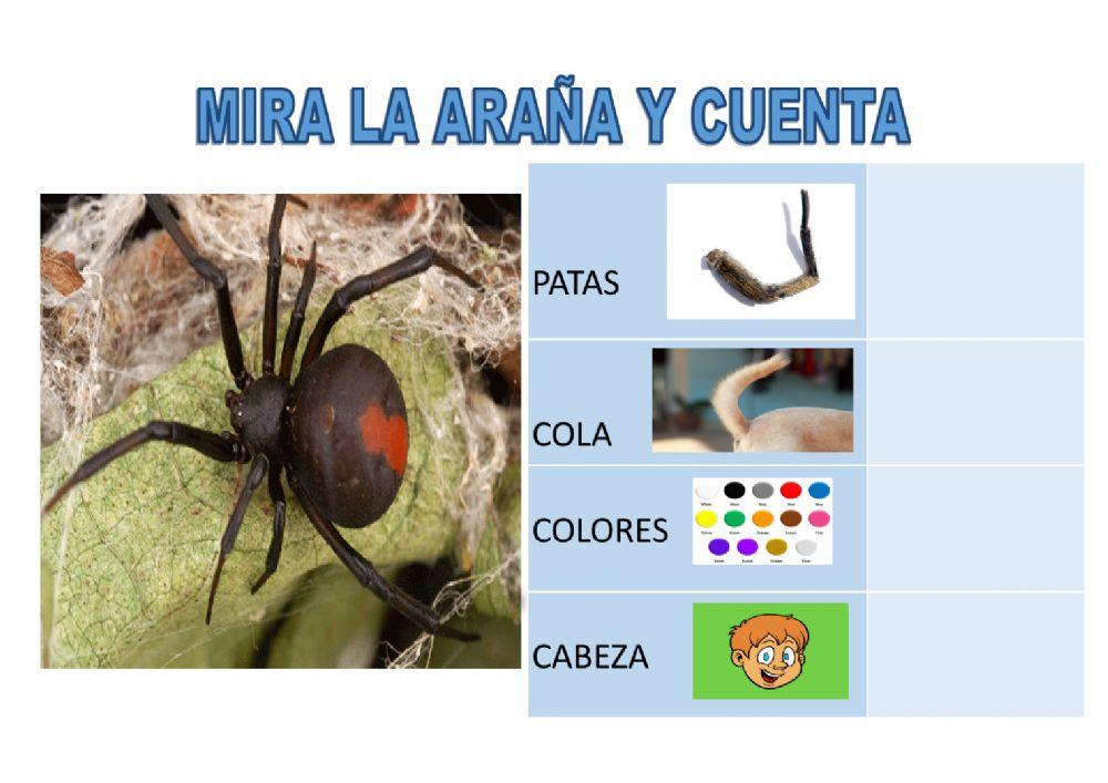 La araña de espalda roja worksheet | Live Worksheets