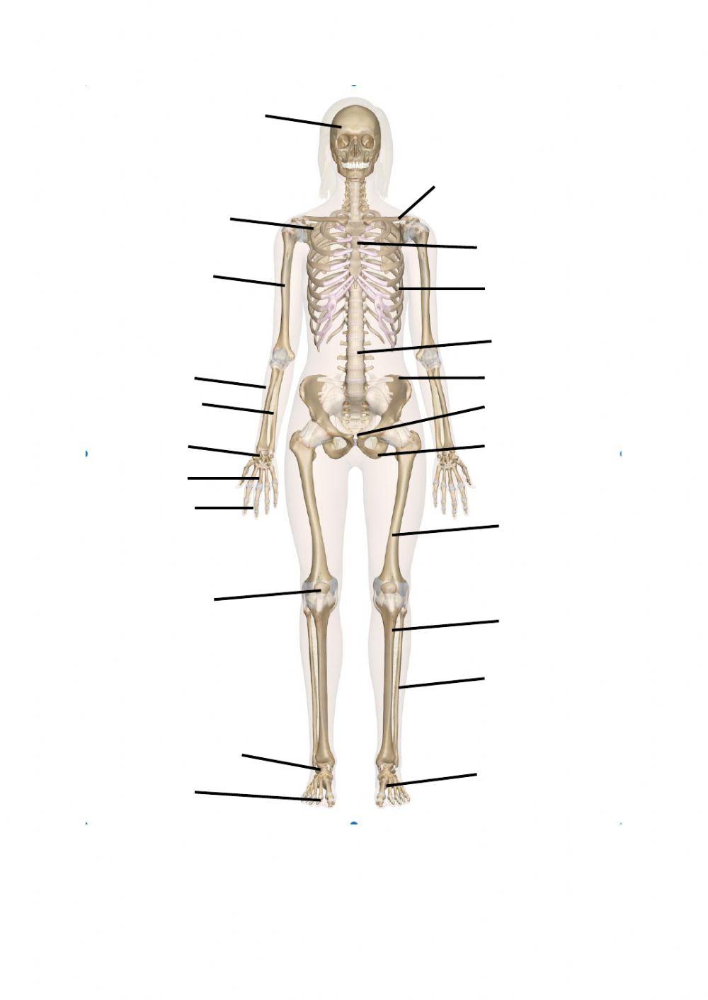 5811924 | Functional Anatomy - Skeleton | Grant Ormerod