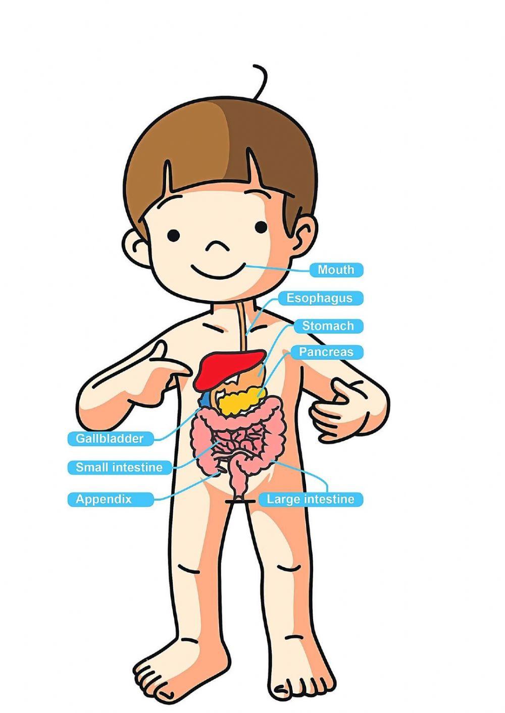 Digestive System Diagram For Kids