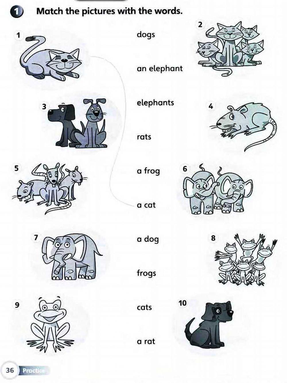 Unit 3 Pet Show interactive worksheet | Live Worksheets