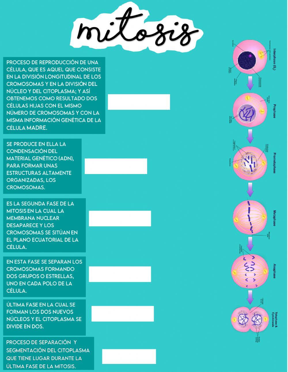 La Mitosis worksheet | Live Worksheets