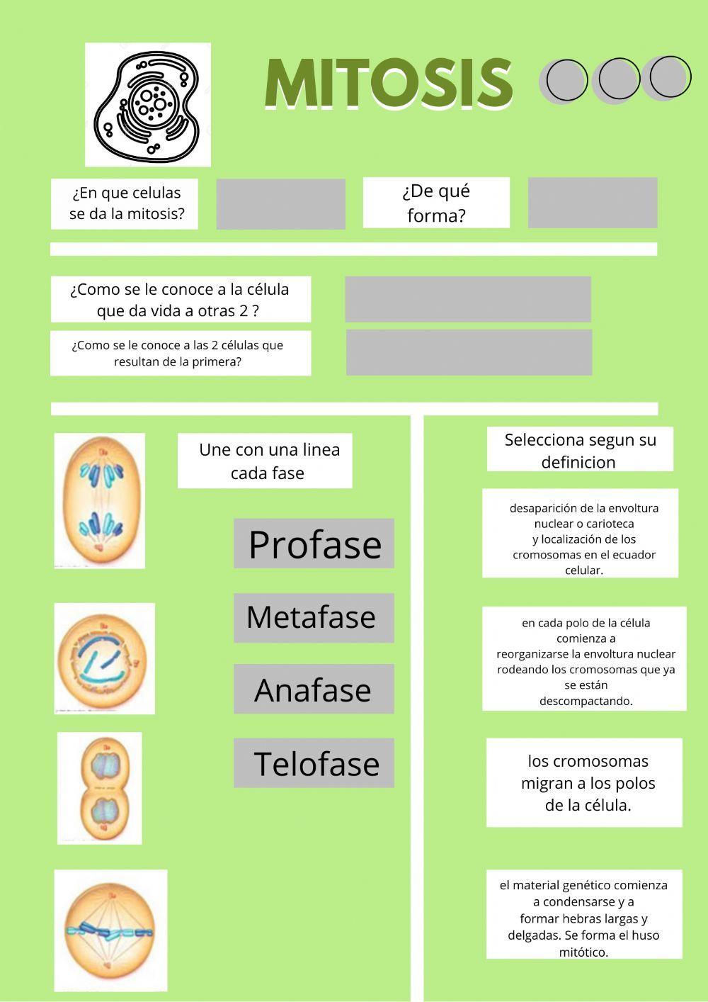 Mitosis | Free Interactive Worksheets | 305001