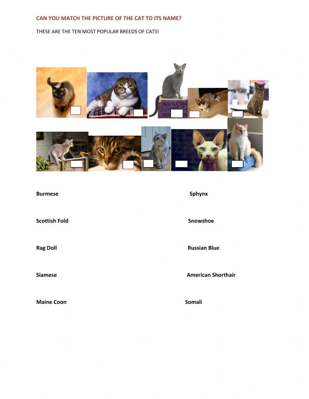 Learning about … | Free Interactive Worksheets | 306104