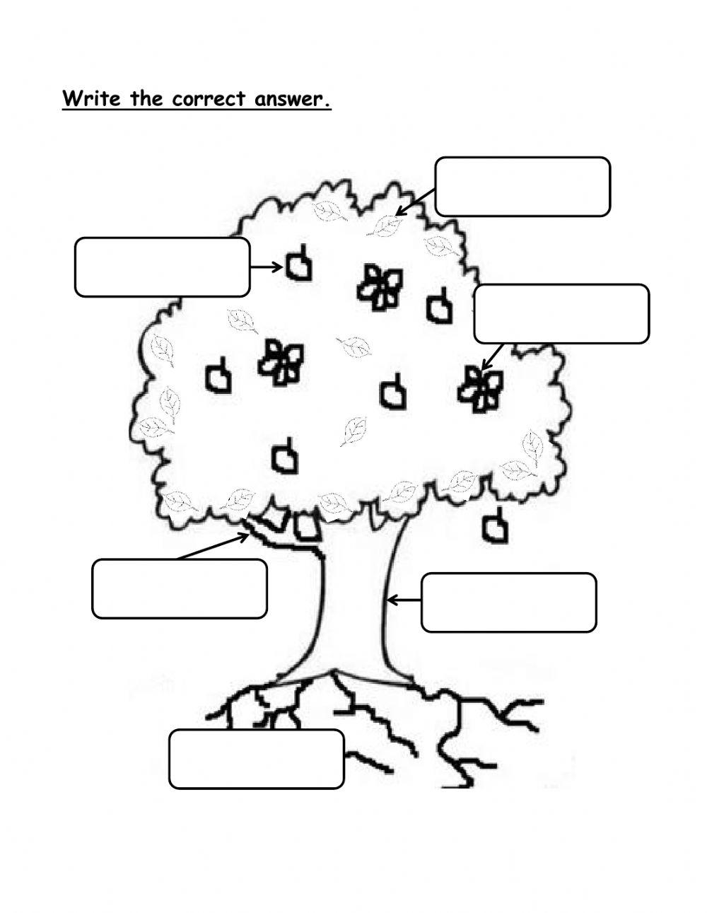 Parts Of Tree Worksheet