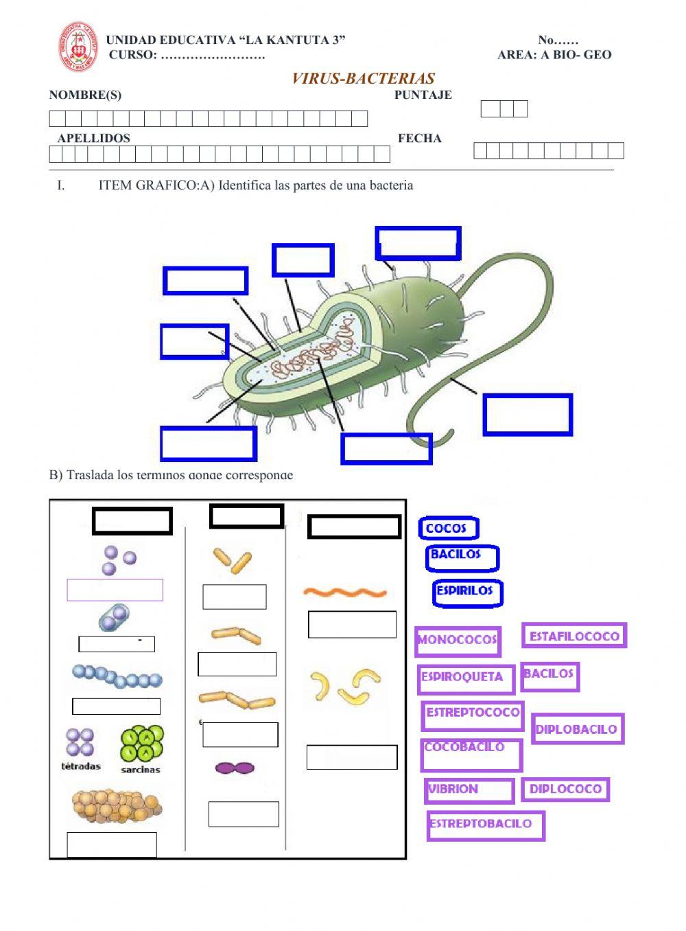 VIRUS Y BACTERIAS online exercise for | Live Worksheets