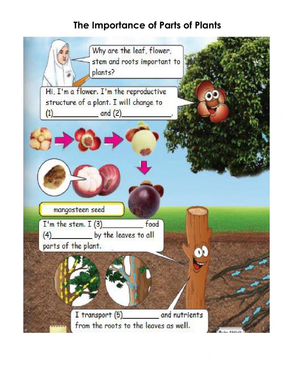 Plants activity for 1 | Live Worksheets