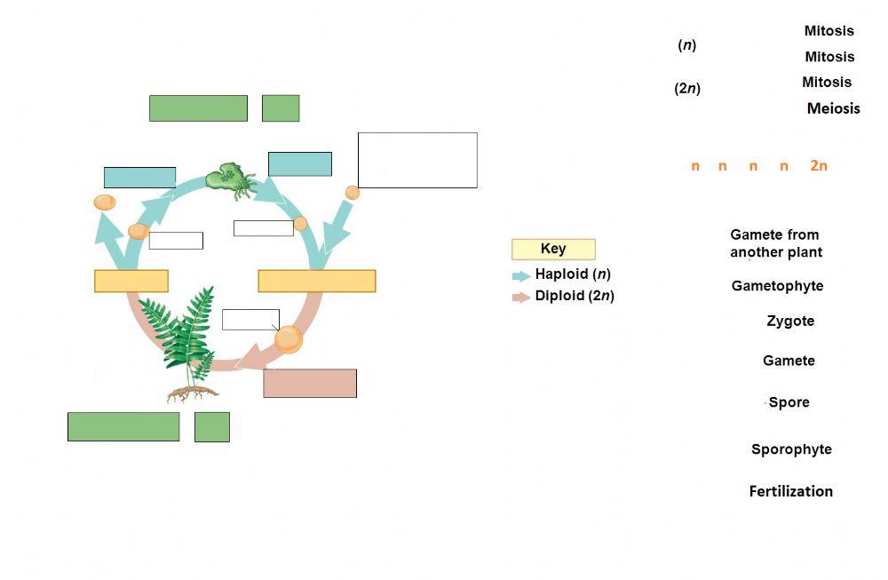 BIOL005B Altern… | Free Interactive Worksheets | 323002