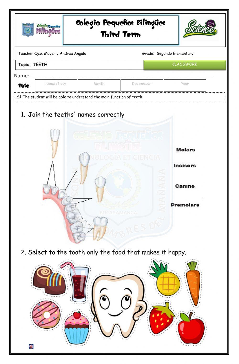 Classwork teeth | Free Interactive Worksheets | 324010