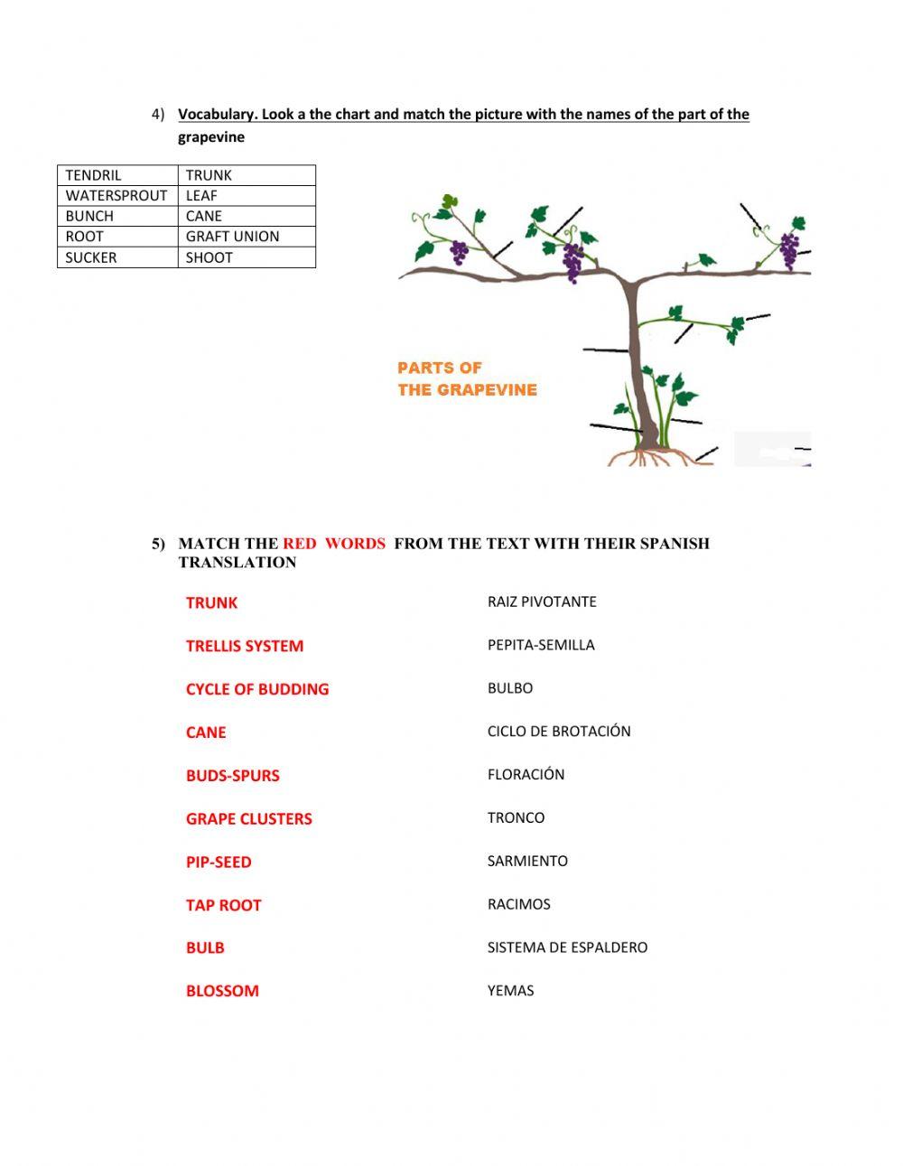 Parts of the vine worksheet | Live Worksheets