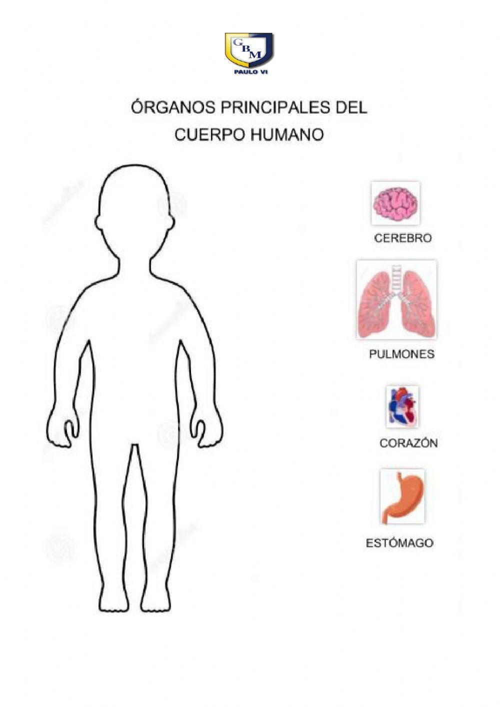 Principales órganos del cuerpo humano worksheet | Live Worksheets