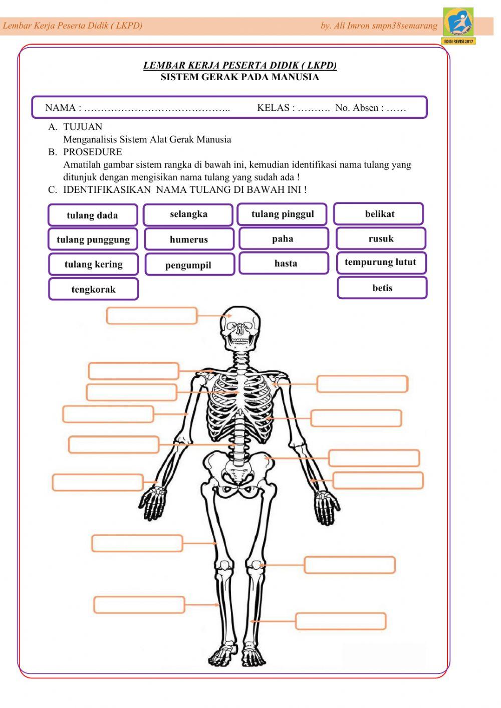 Rangka Manusia | Free Interactive Worksheets | 329310