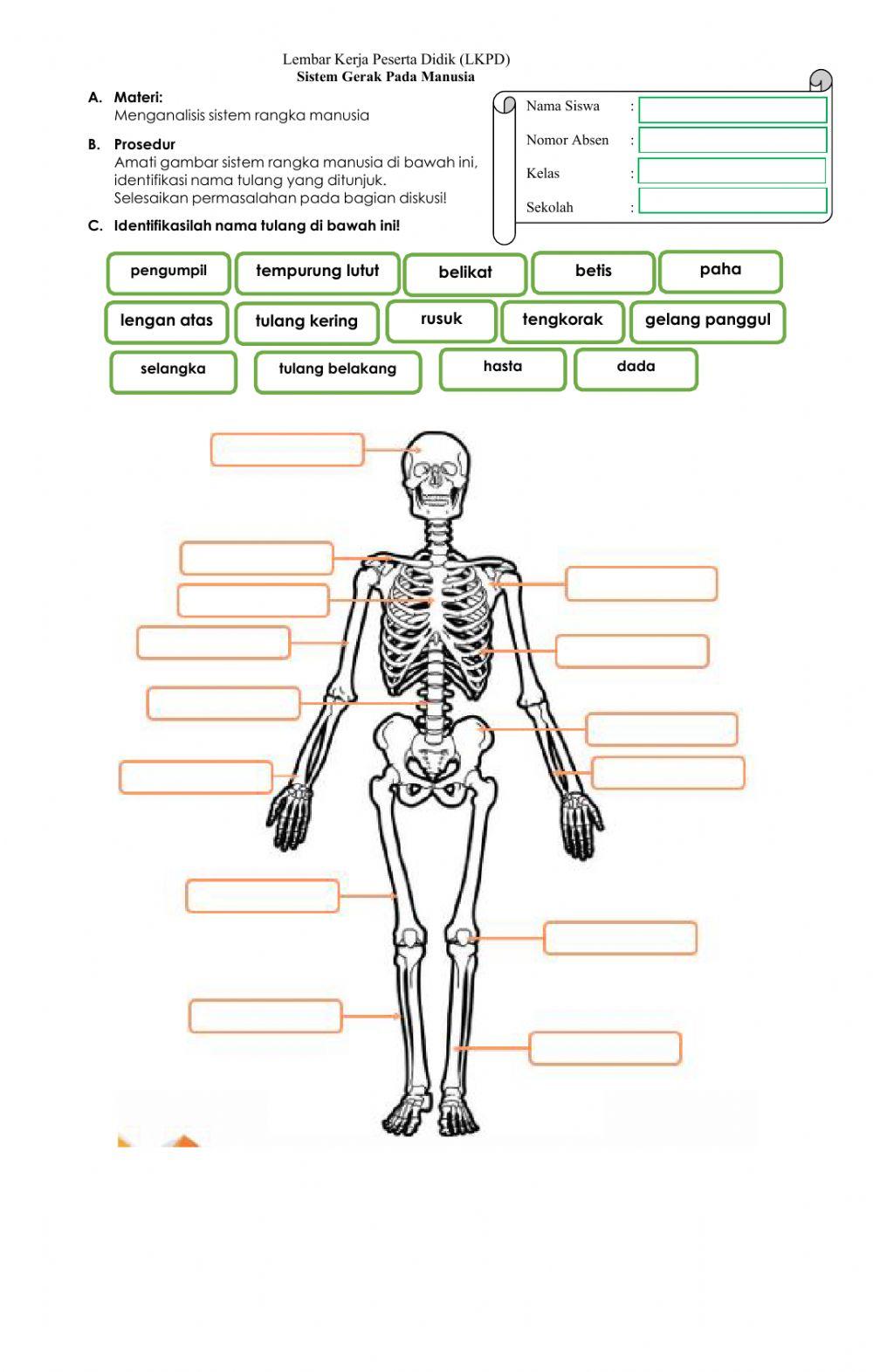 Sistem Rangka worksheet | Live Worksheets