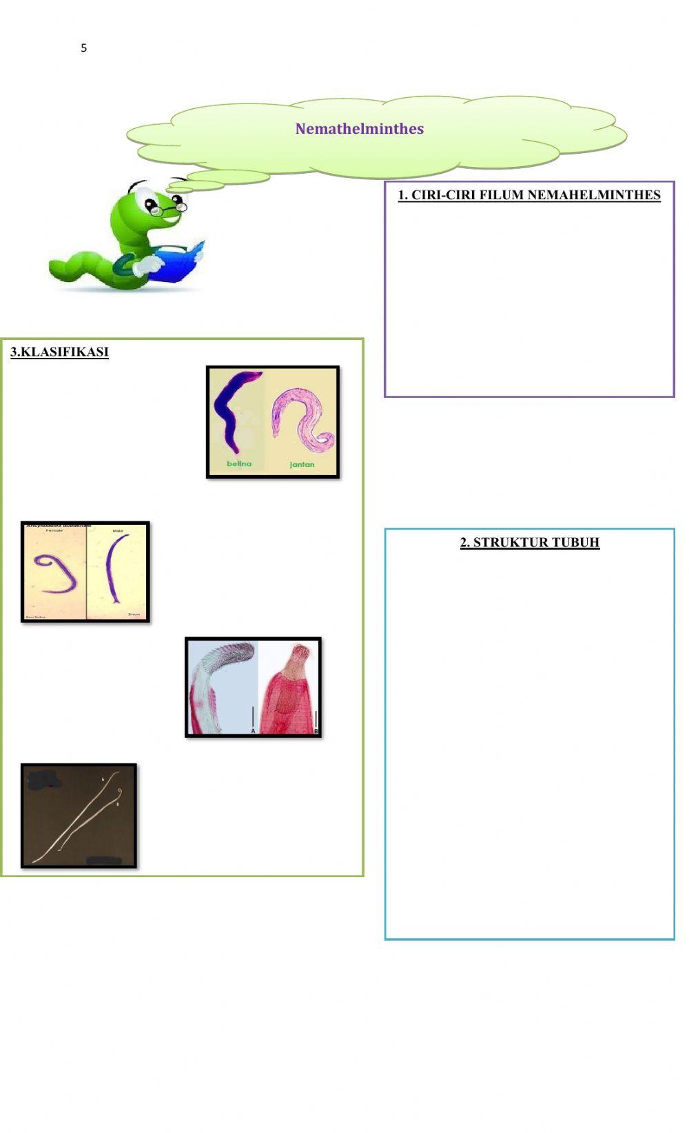 LKPD kingdom animalia worksheet | Live Worksheets