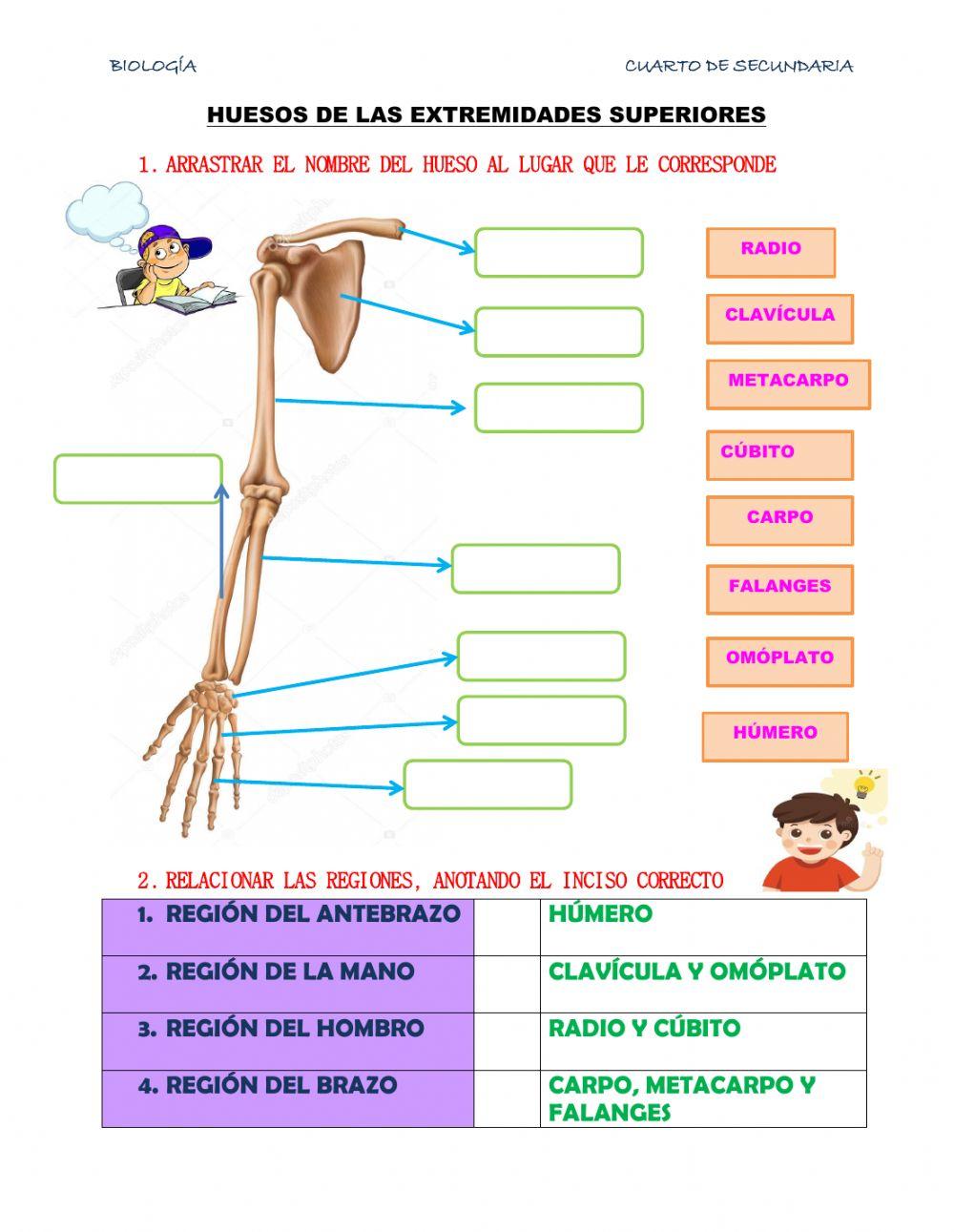 Extremidades Superiores