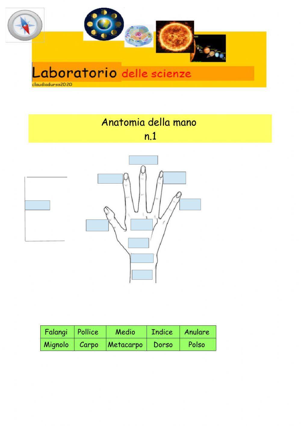 ANATOMIA DELLA MANO N.1 worksheet | Live Worksheets