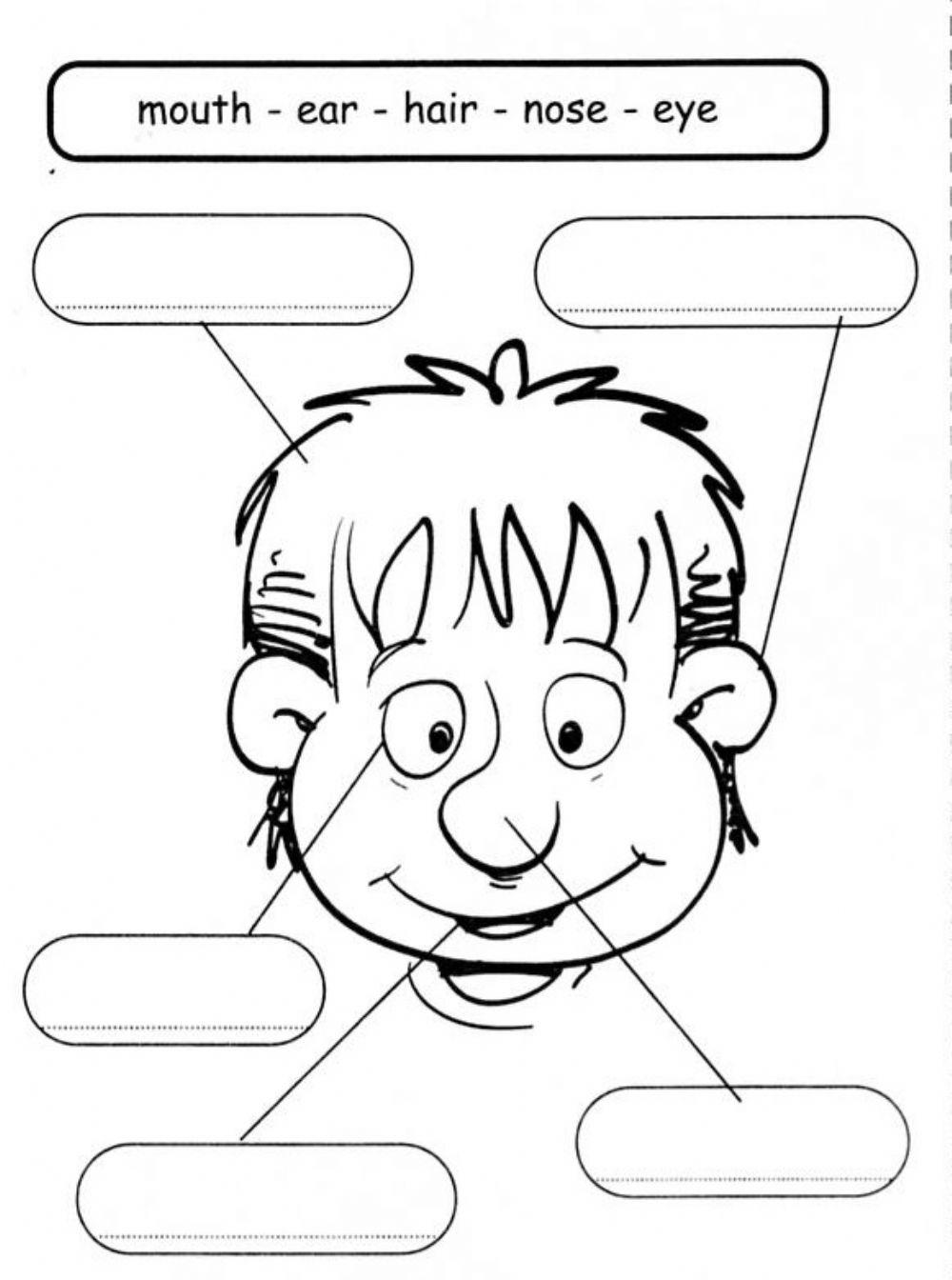 Body online worksheet for 2 | Live Worksheets