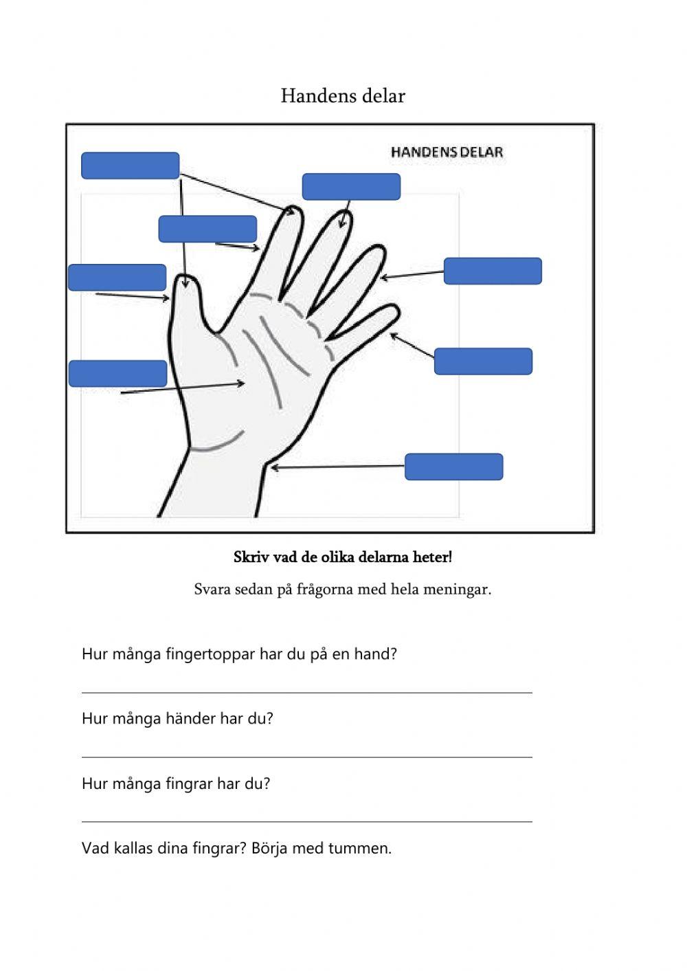 Kroppens delar:… | Free Interactive Worksheets | 364285