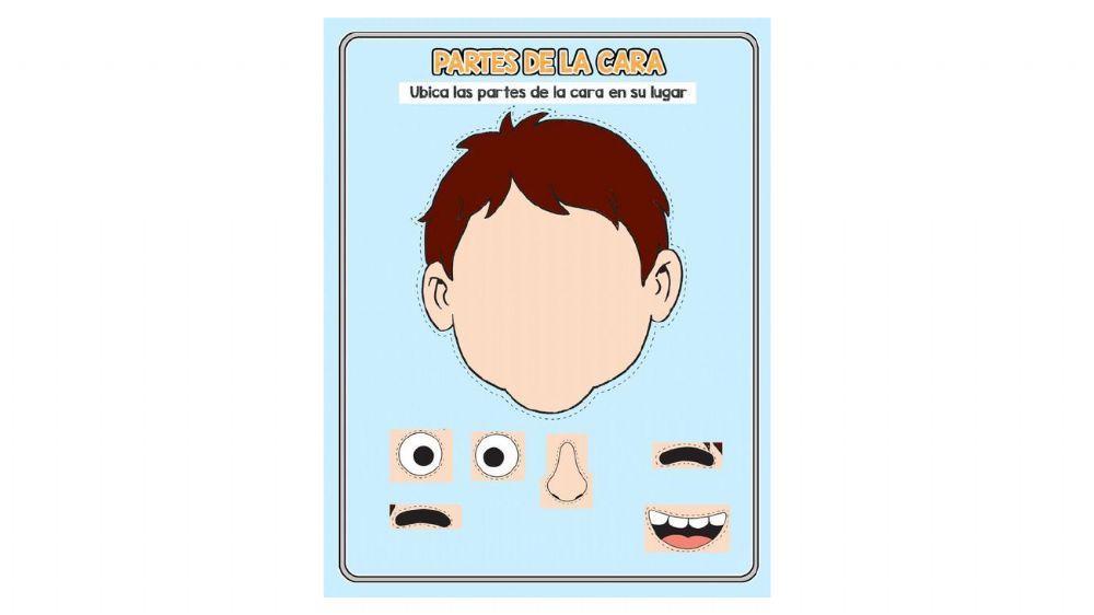 Partes de la cara online pdf worksheet | Live Worksheets