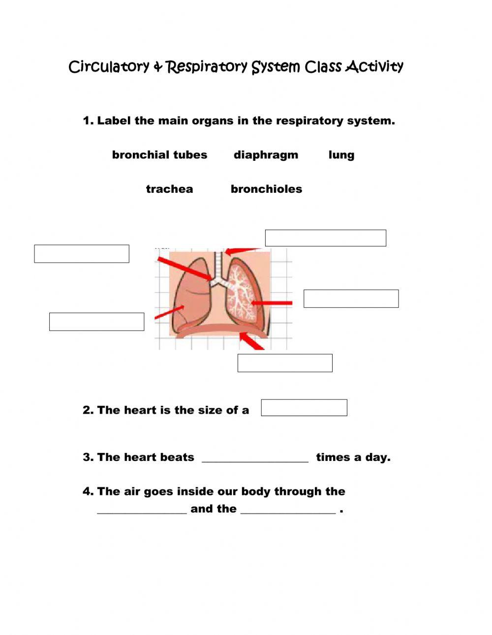 circulation system worksheet