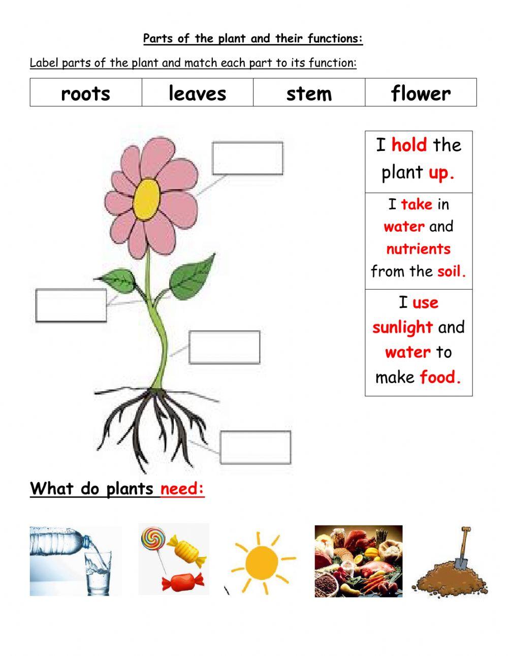 plants and their function
