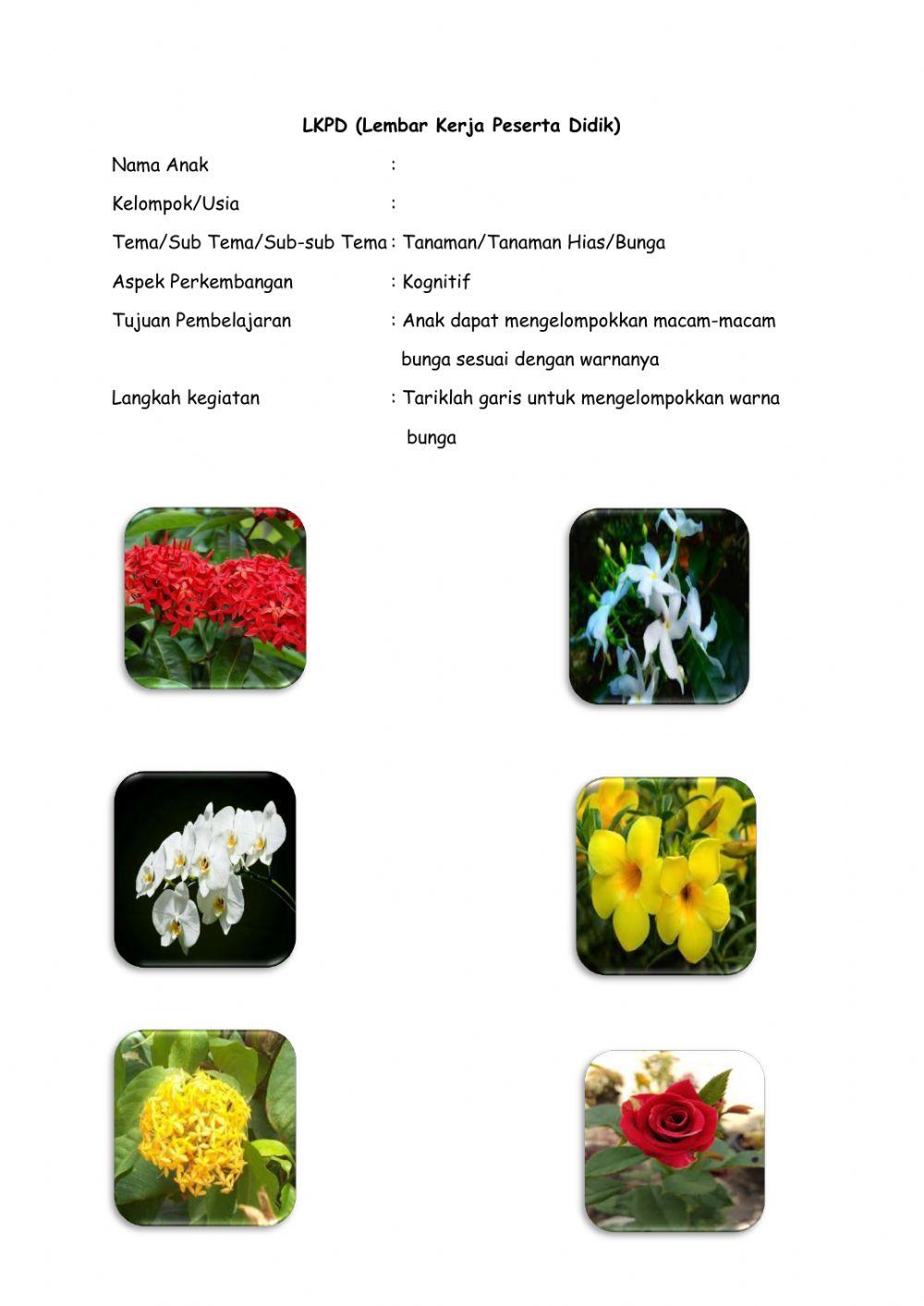 Mengelompokkan warna bunga activity | Live Worksheets