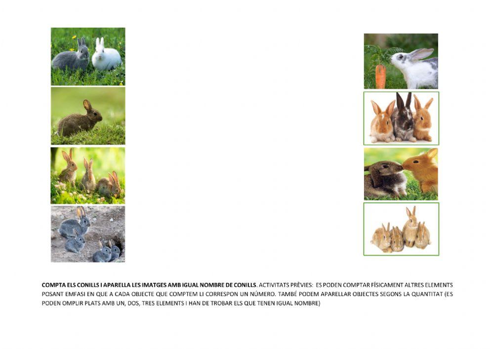 Comptem conills worksheet | Live Worksheets