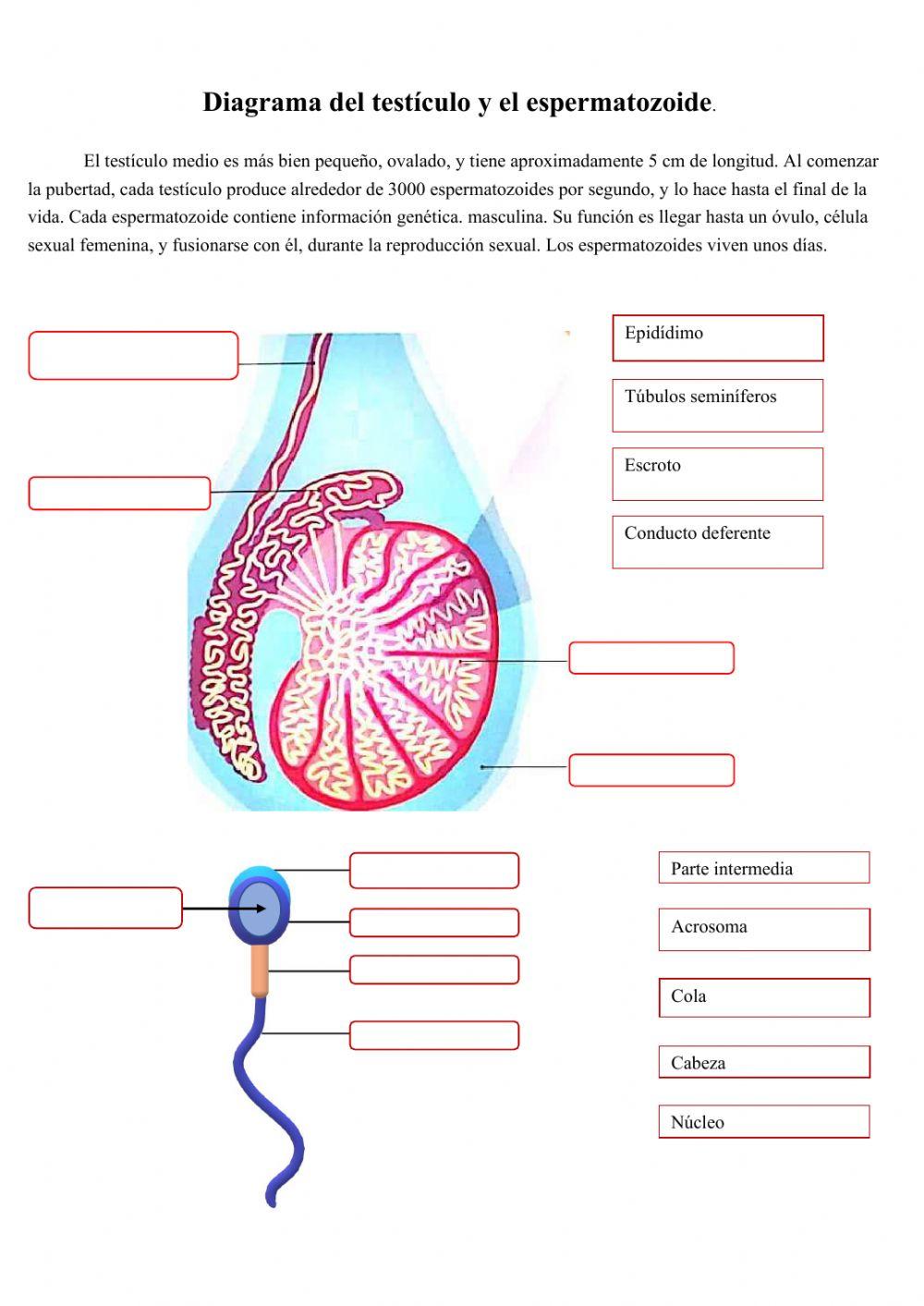 Diagrama De Espermatozoides Clase N°6: Meiosis Y Gametogénesis