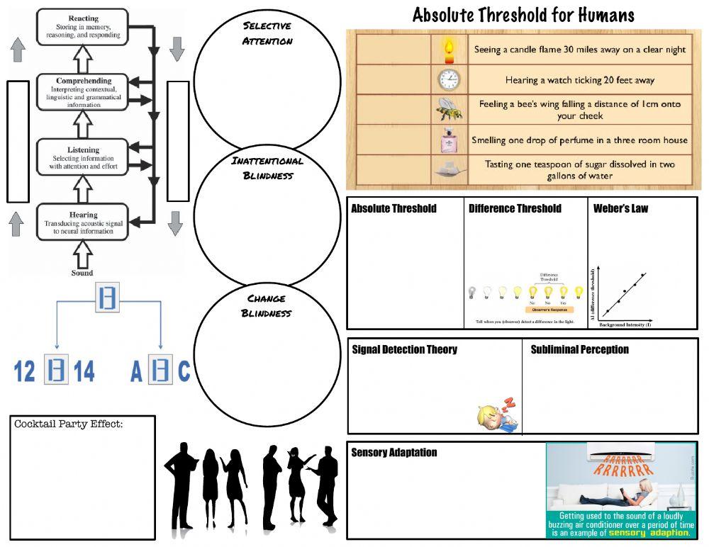 6078228 | Sensation and Perception Graphic Organizer