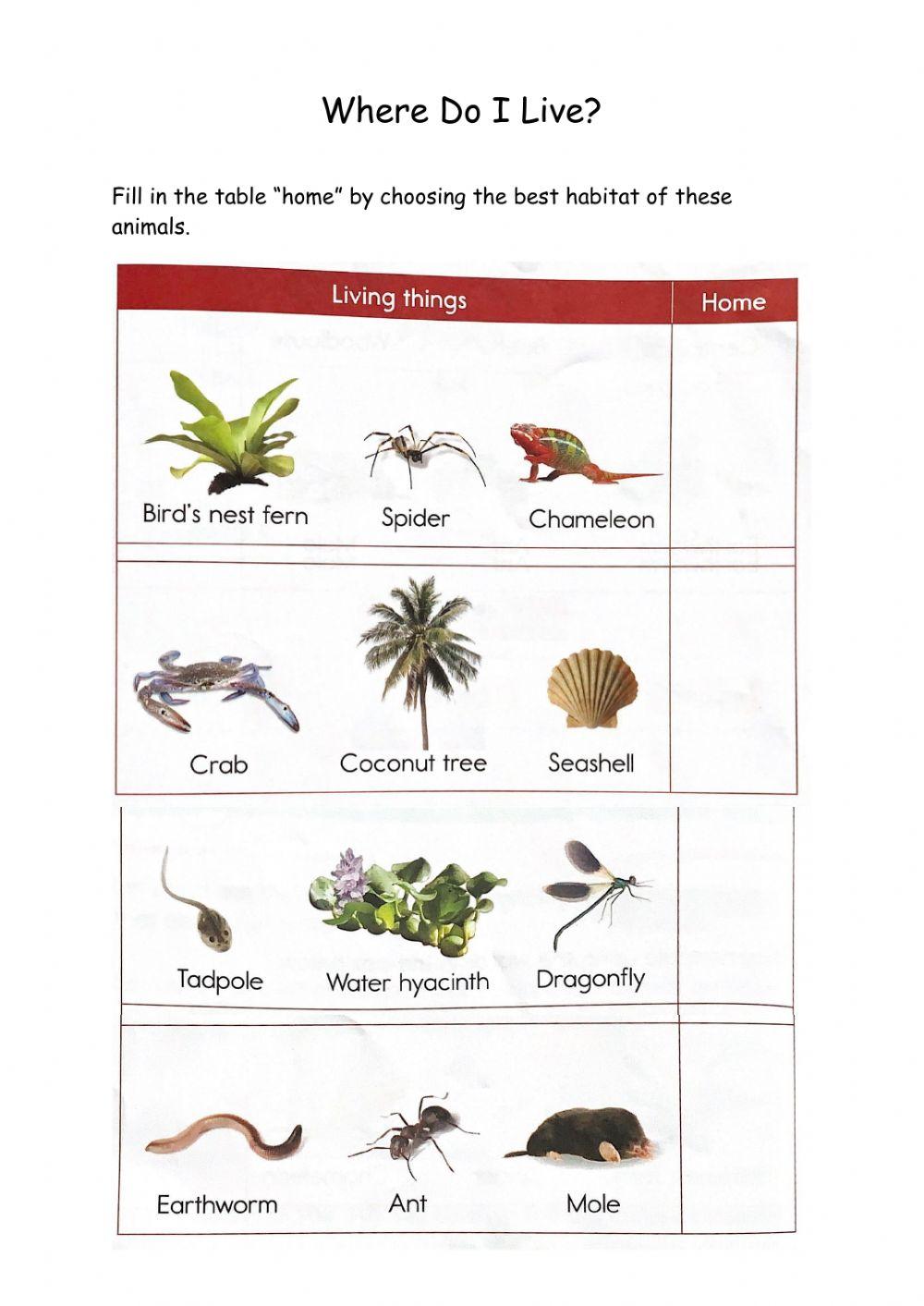 Where do i live? 6080846 | AdeIrma08 | Live Worksheets