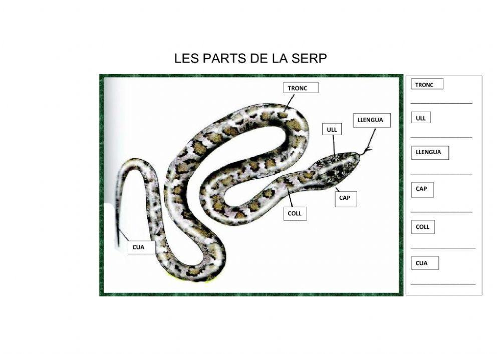 Parts de la serp worksheet | Live Worksheets