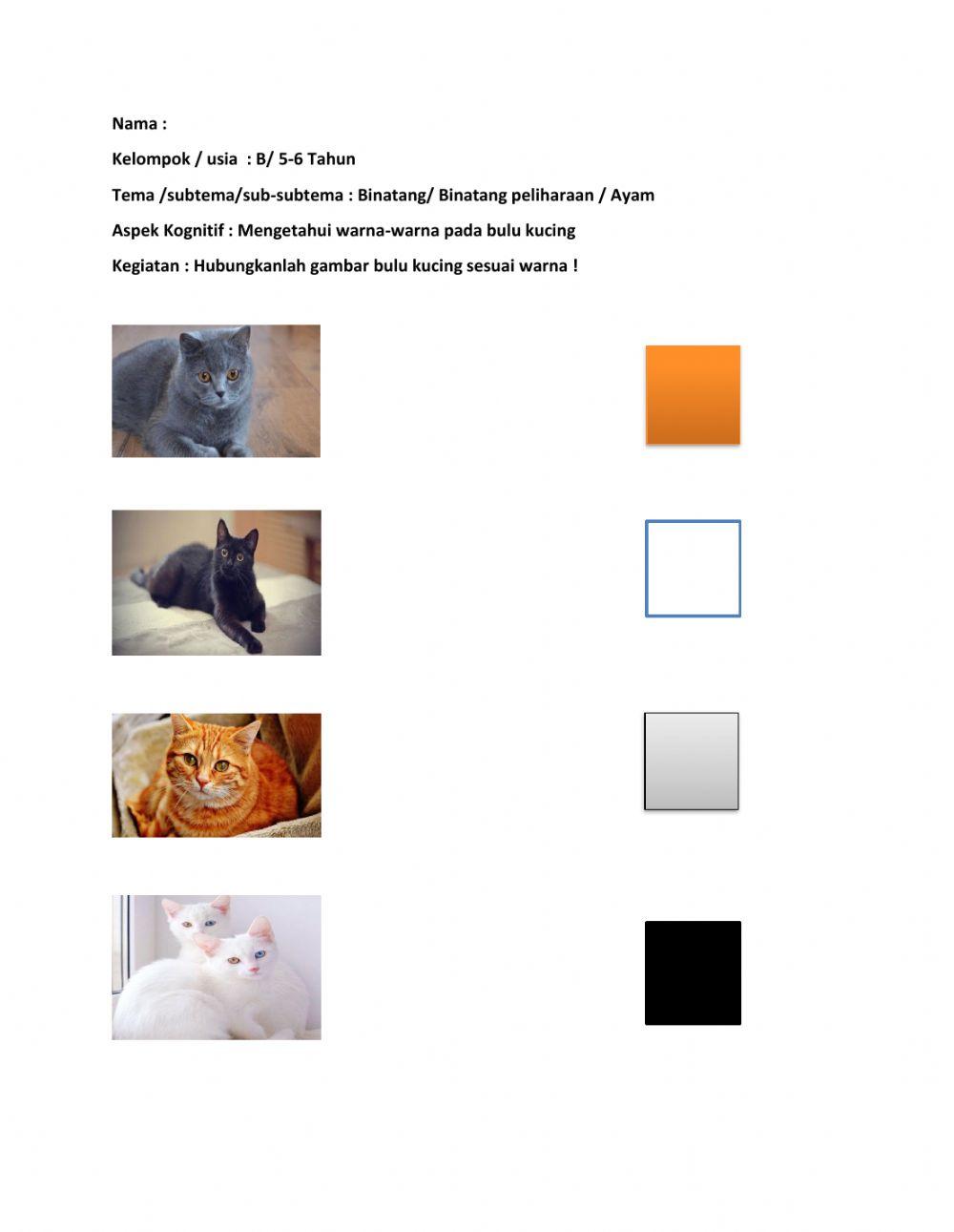Tema kucing worksheet | Live Worksheets