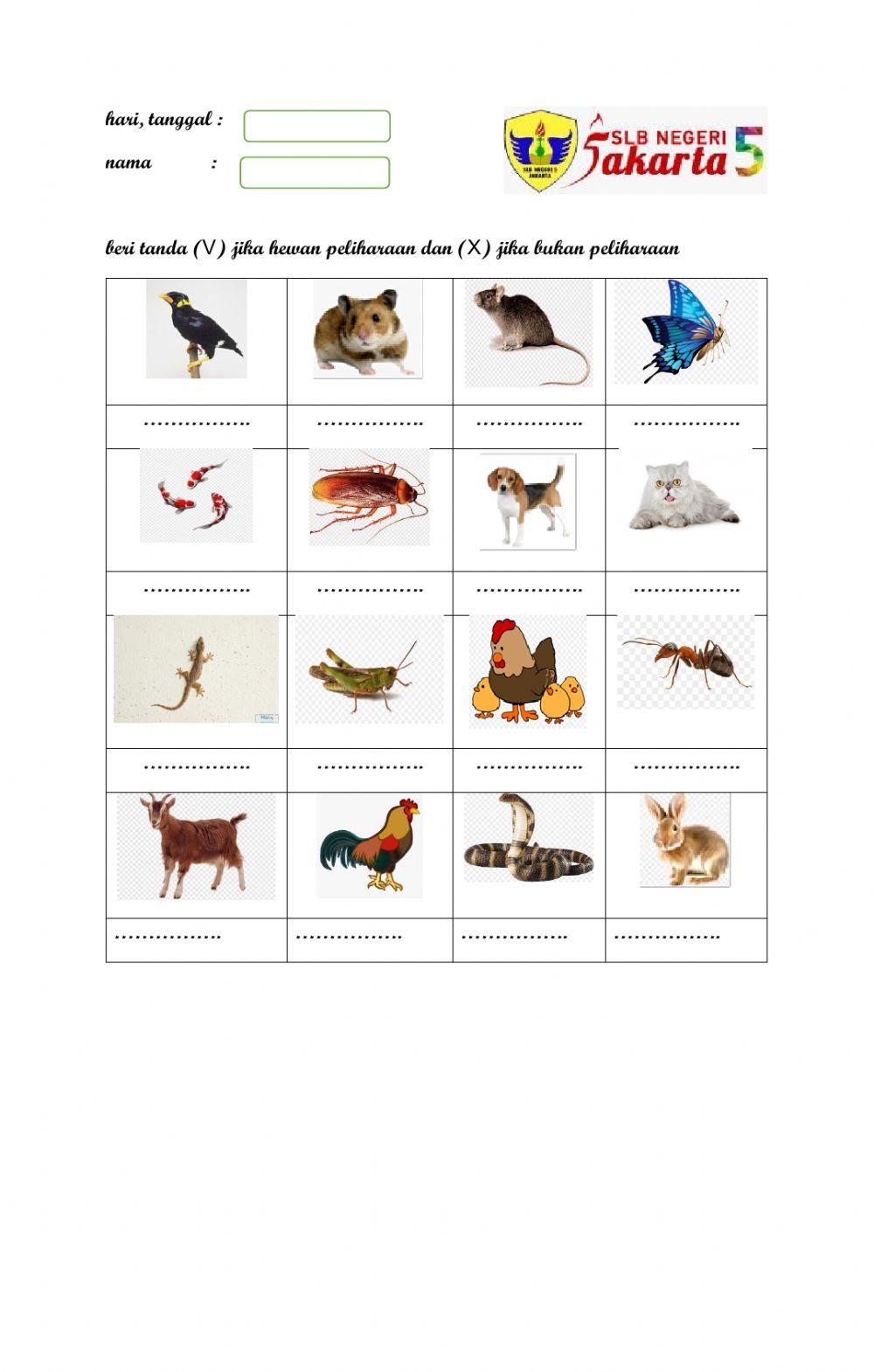 Hewan Peliharaan interactive worksheet | Live Worksheets