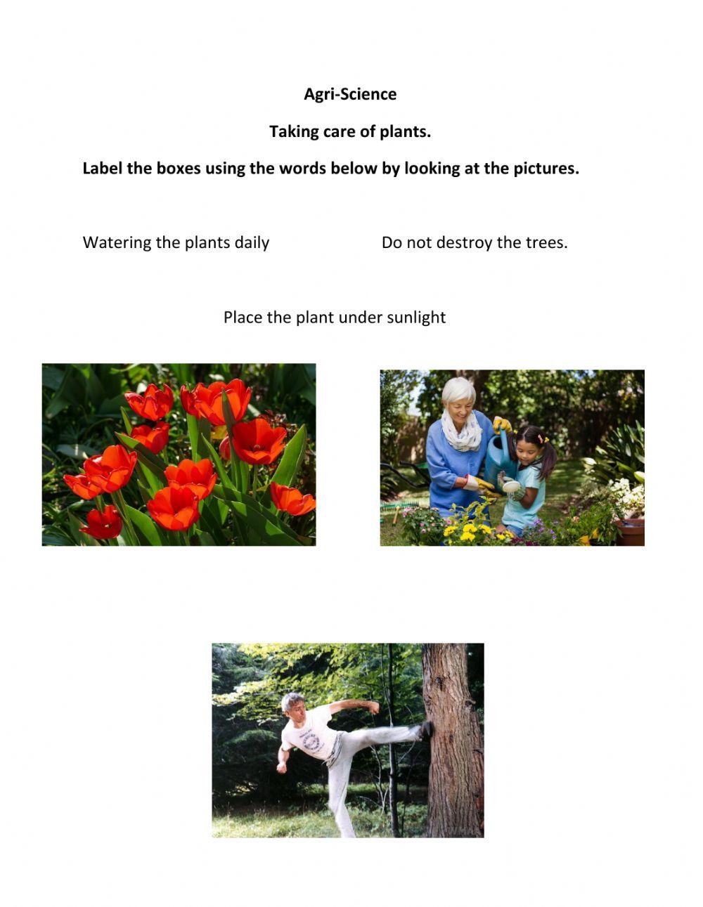 Nurturing plants worksheet | Live Worksheets