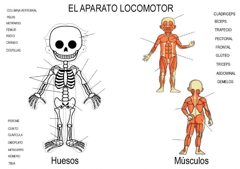 390017 | Aparato locomotor - Huesos y músculos