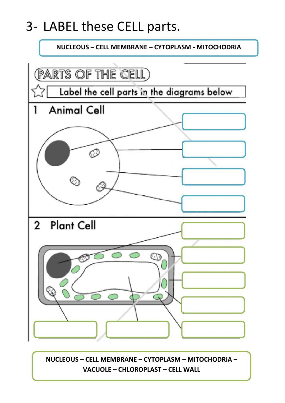 Cell structure | Free Interactive Worksheets | 347190