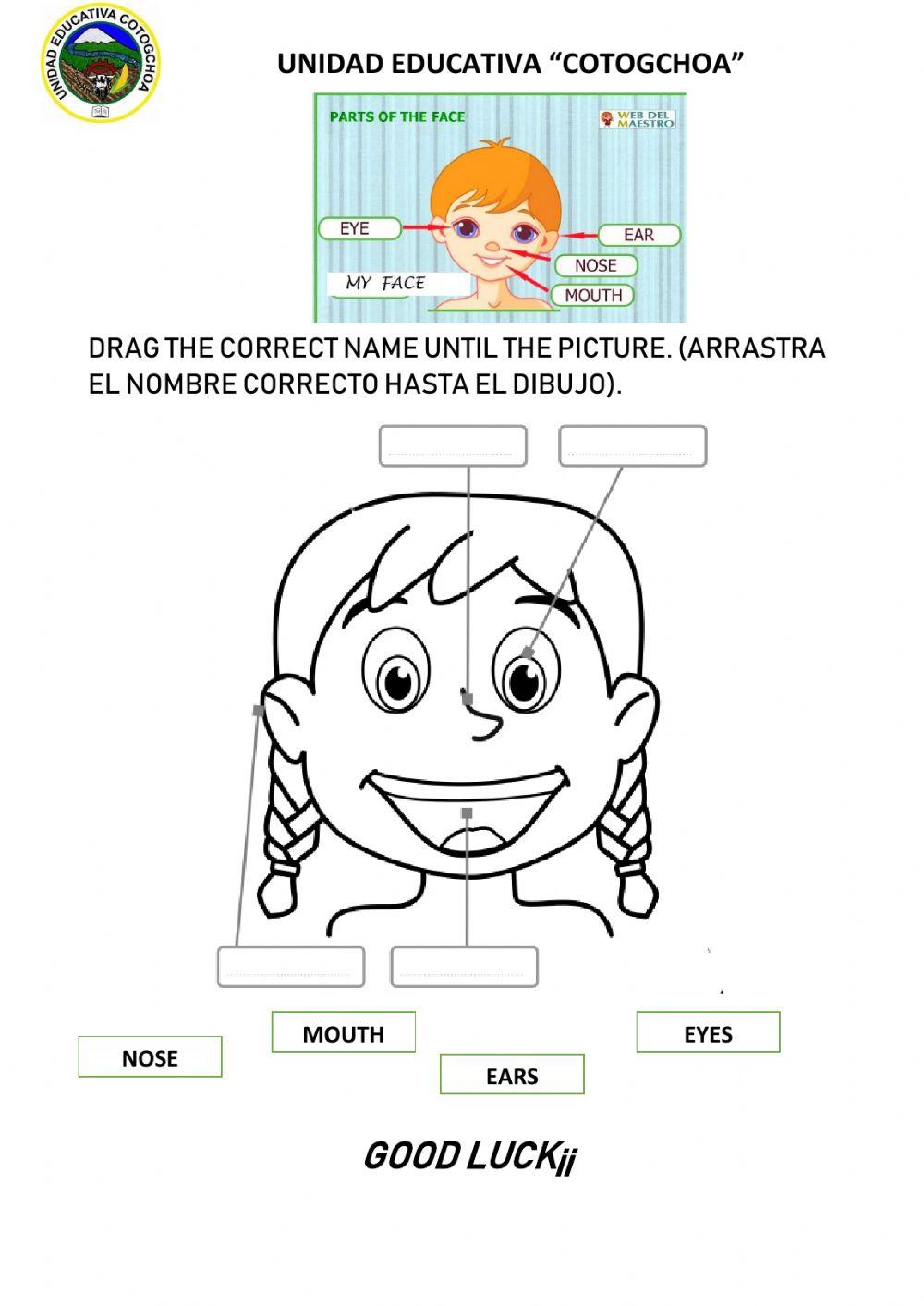 Mi cara 391442 | DALILAUEC | Live Worksheets