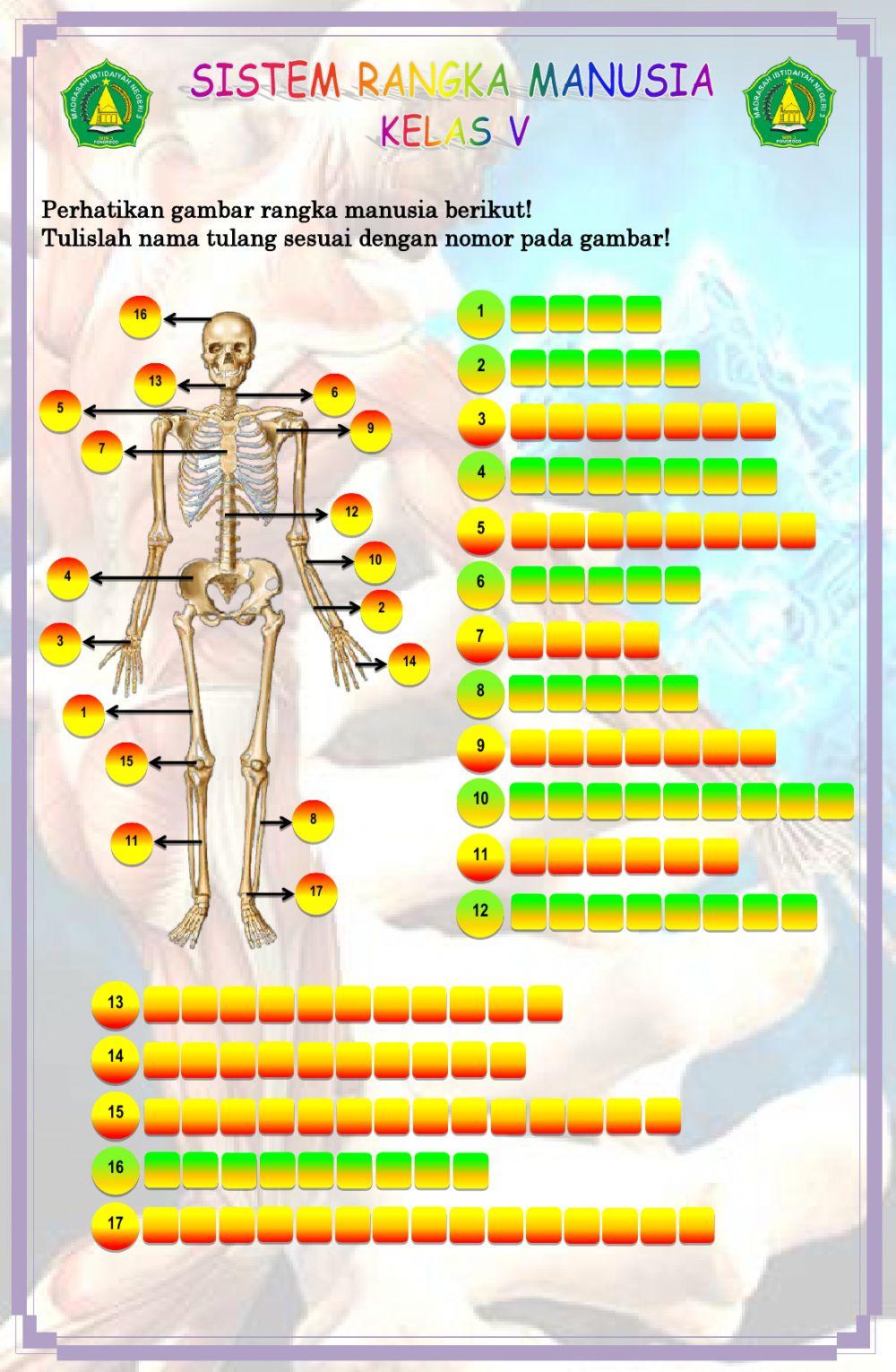 Rangka Manusia activity | Live Worksheets