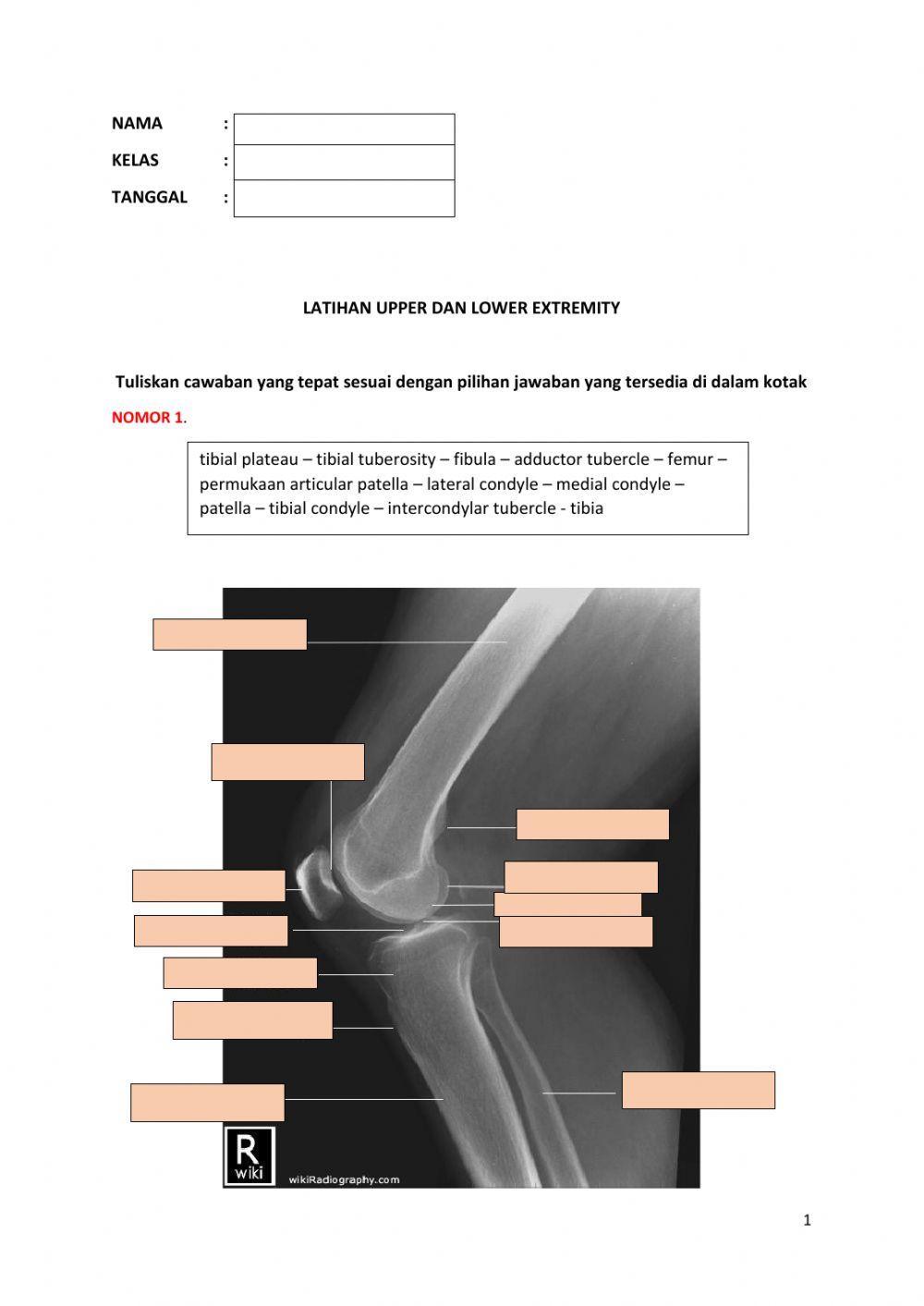 351020 | Upper lower extremity | betiberliana