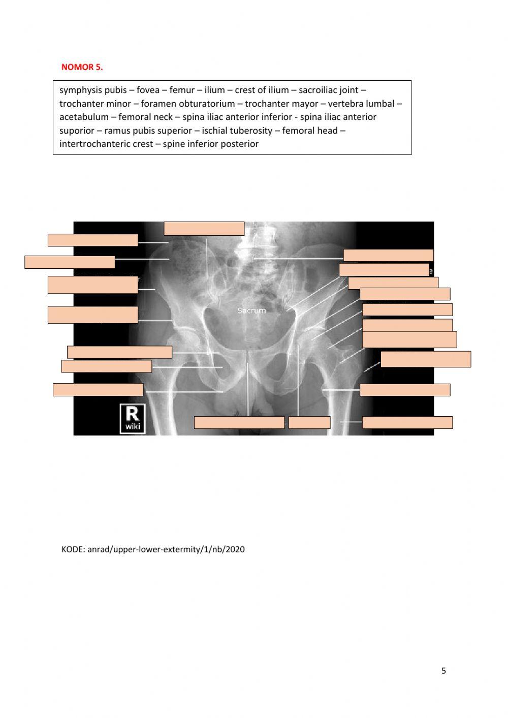 351020 | Upper lower extremity | betiberliana