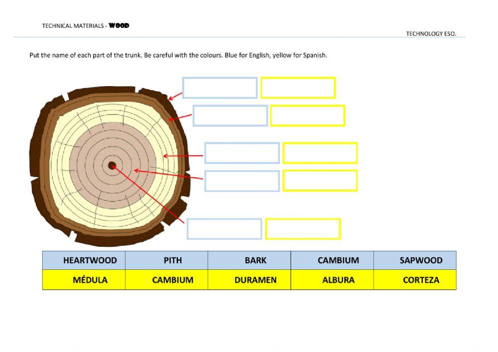Parts of the trunk online exercise for | Live Worksheets