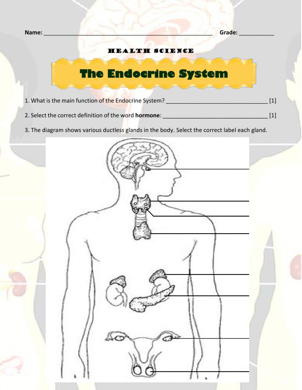 endocrine system labelling worksheet