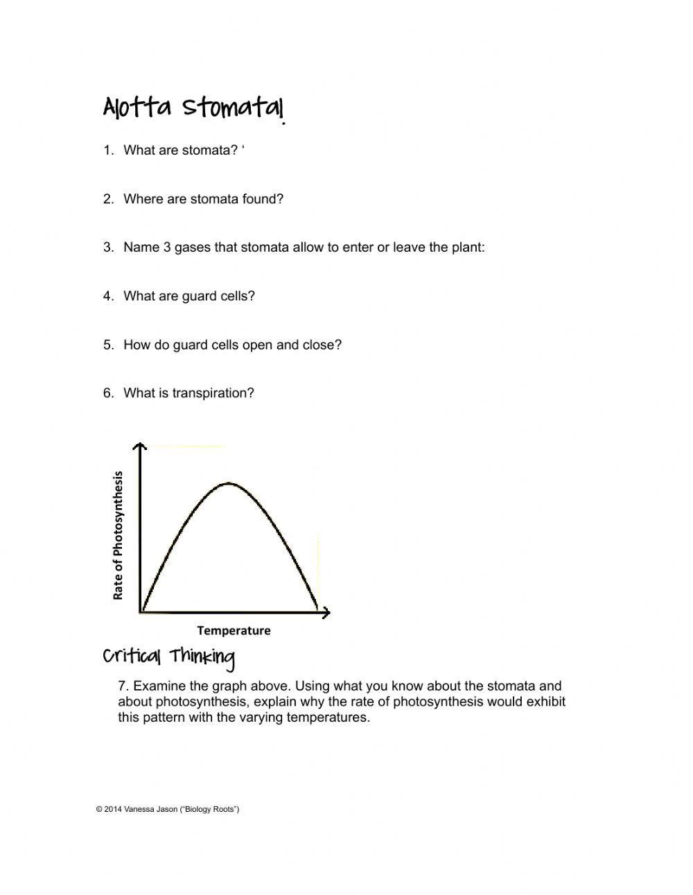 Stomata interactive worksheet | Live Worksheets