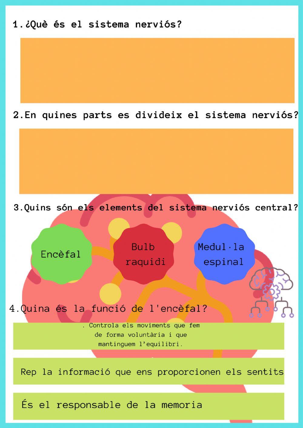 Sistema nerviós activity | Live Worksheets