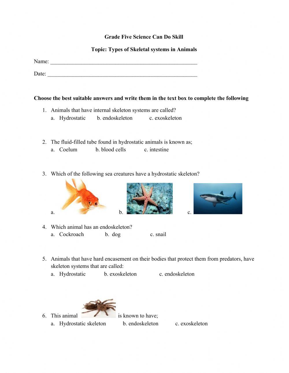 Types of Skeletal system worksheet 4612185 | Kiki John