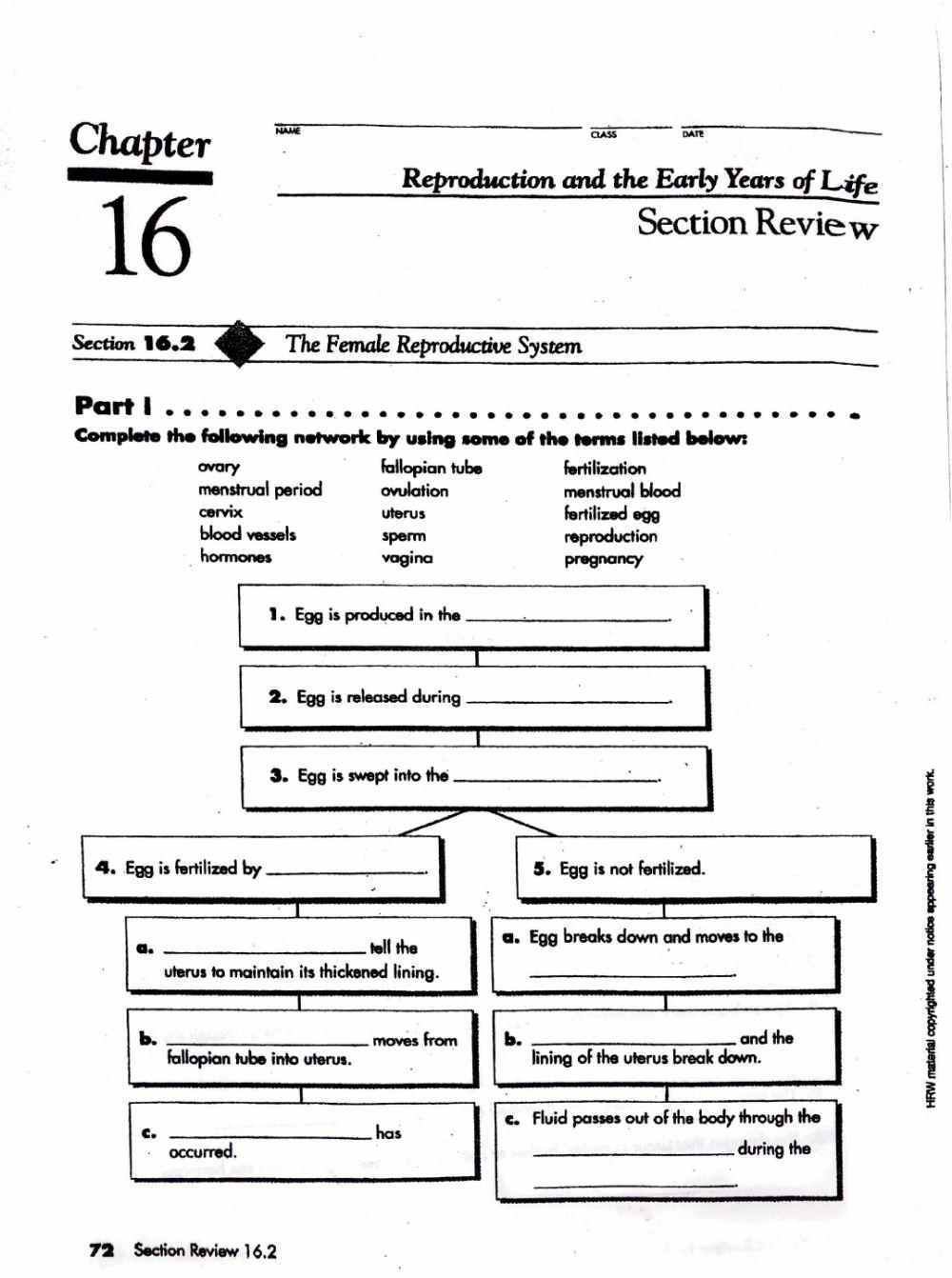 Male and Female Reproduction Activity | Alicia Adderley