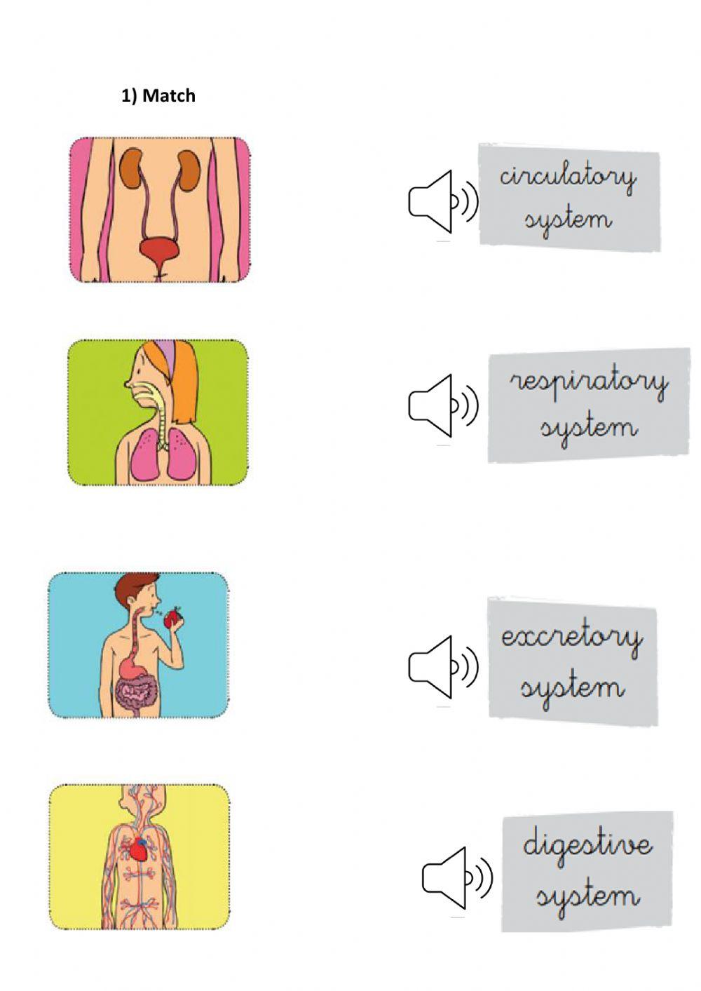 Systems online worksheet | Live Worksheets