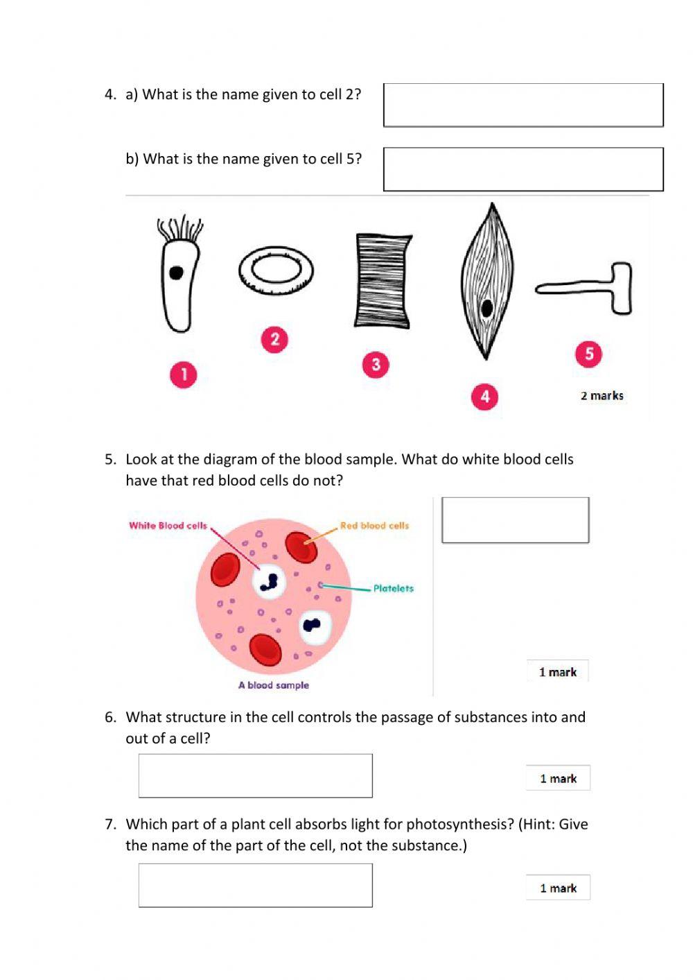 Mini test - Cells and Bones worksheet | Live Worksheets