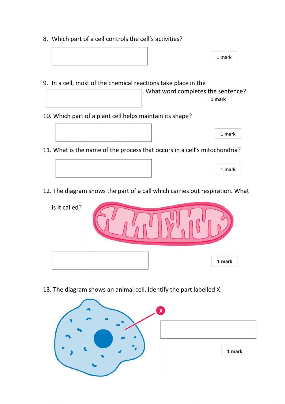 Mini test - Cells and Bones worksheet | Live Worksheets